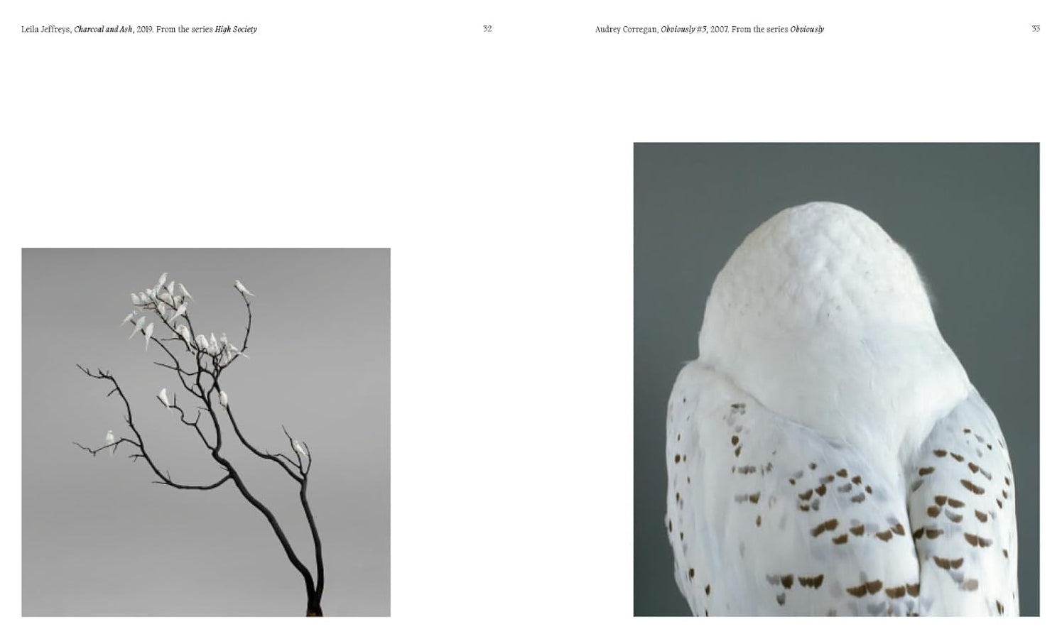 Aviary | Shop NZ Stockist | Bird Photography Coffee Table Book – PAPER ...