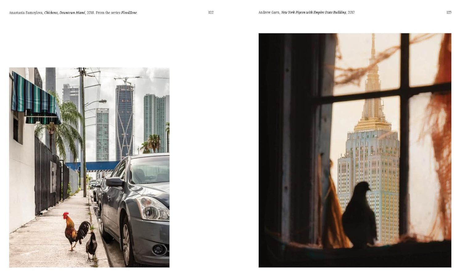 Aviary | Shop NZ Stockist | Bird Photography Coffee Table Book – PAPER ...